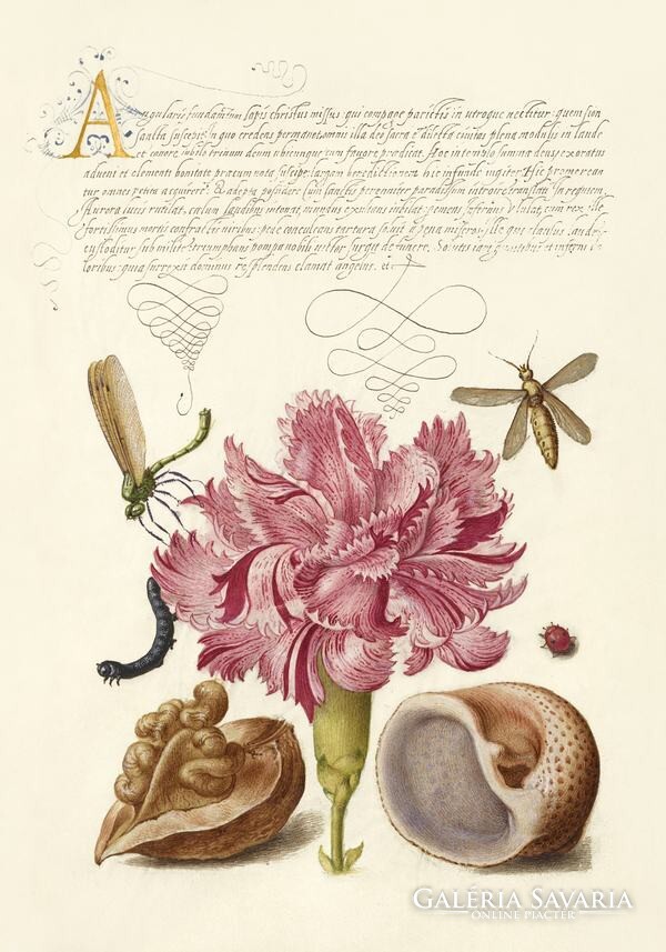 Medieval botanical drawing carnation dragonfly walnut snail ladybug ...