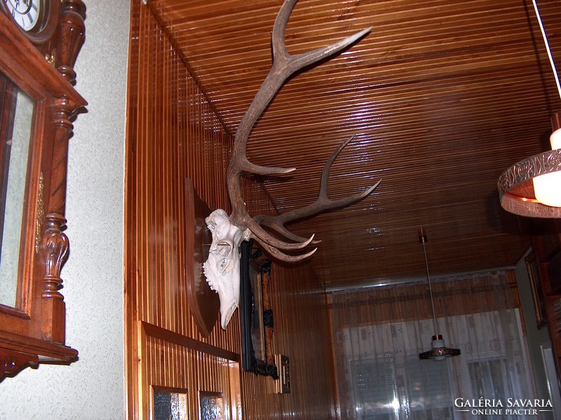 Eladó szarvasagancs | Galéria Savaria online piactér - Vásároljon vagy ...