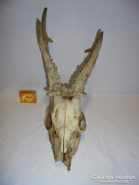 Eladó agancs | Galéria Savaria online piactér - Vásároljon vagy ...